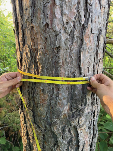 Ecologically Sustainable Forestry - Grit